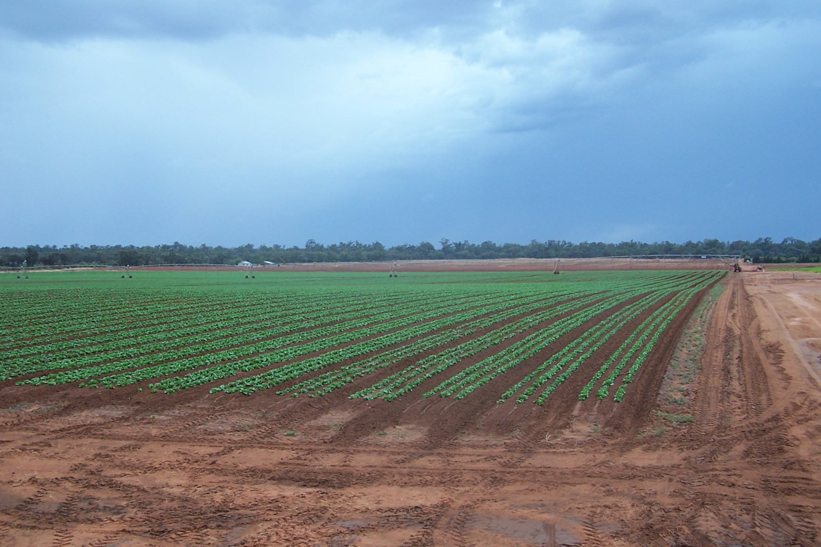 Redgold – Horticultural Farm